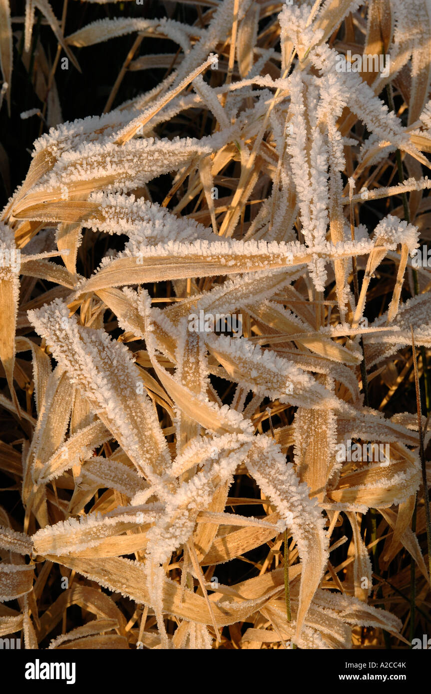 Frosted Reeds, Loch of Skene, Aberdeenshire. Grampian. Scotland. XPL ...