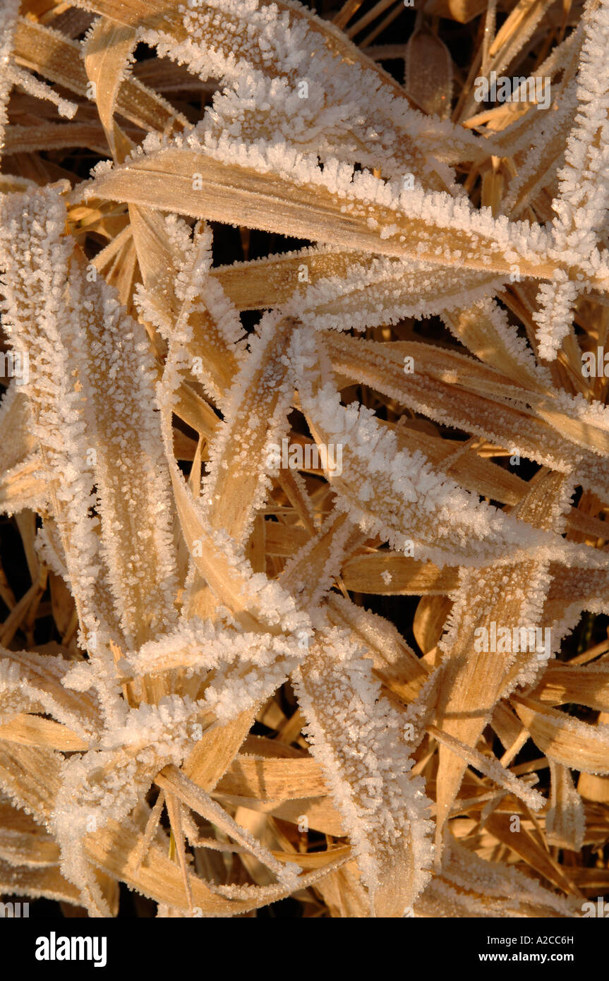 Frosted Reeds, Loch of Skene, Aberdeenshire. Grampian. Scotland. XPL ...