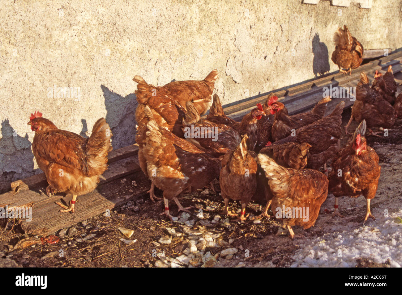 Domestic Chicken Gallus domesticus free ranging hens on a farm yard ...