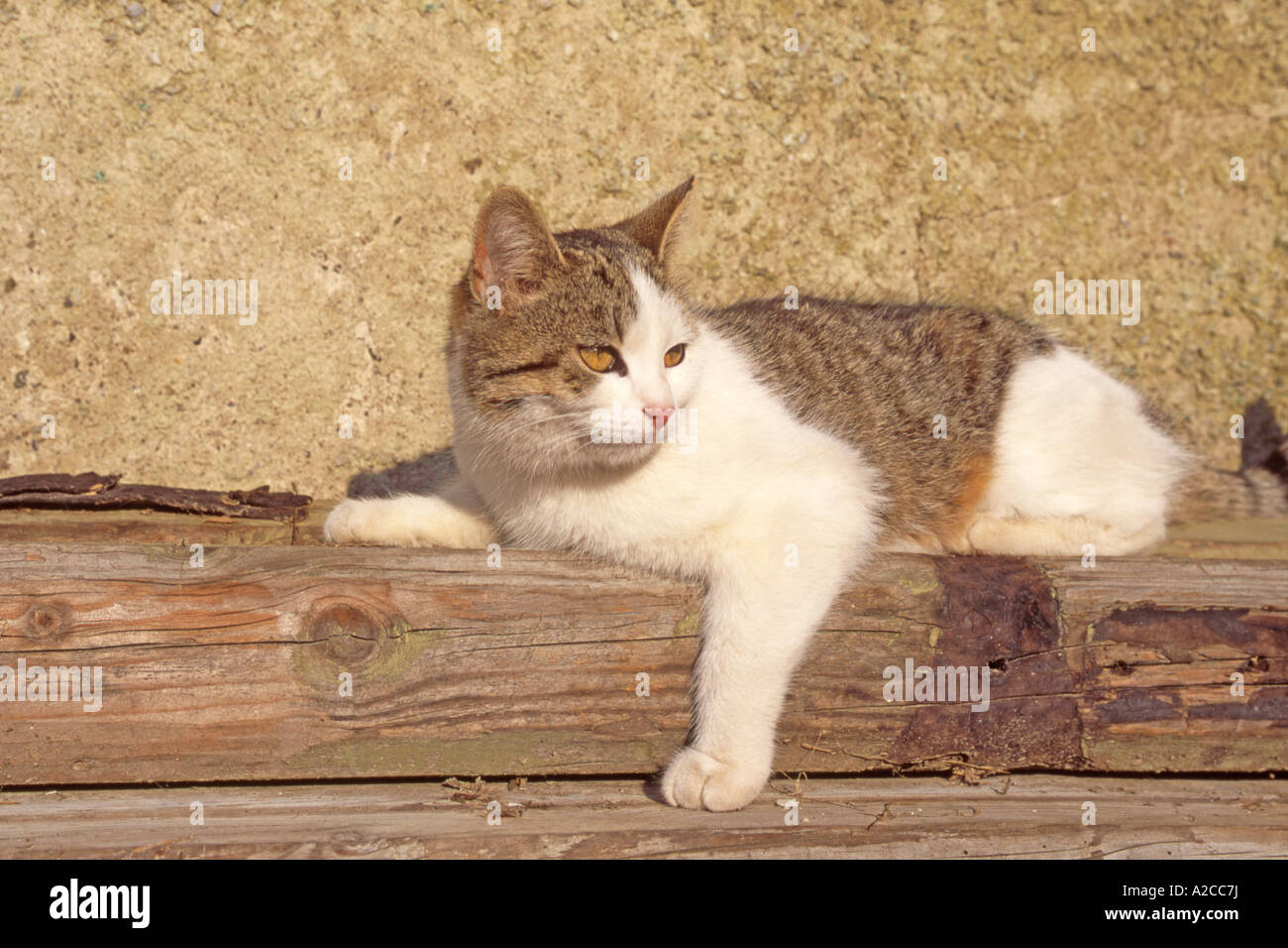 Domestic cat felis catus adult resting hi-res stock photography and ...