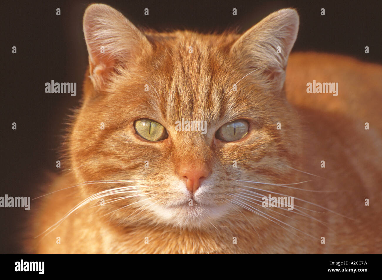 Domestic Cat (Felis catus, Felis silvestris), portrait Stock Photo - Alamy