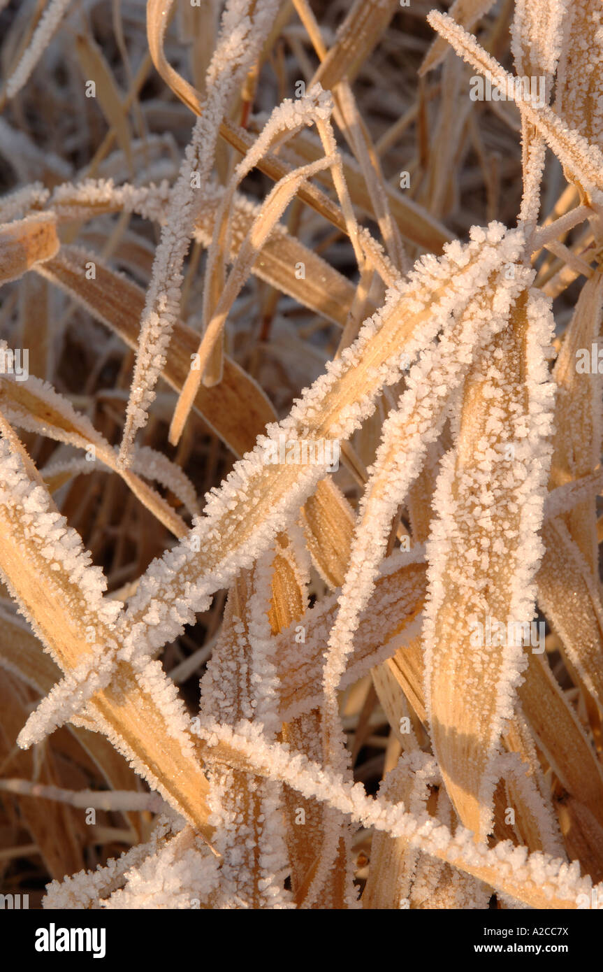 Frosted Reeds, Loch of Skene, Aberdeenshire. Grampian. Scotland. XPL ...