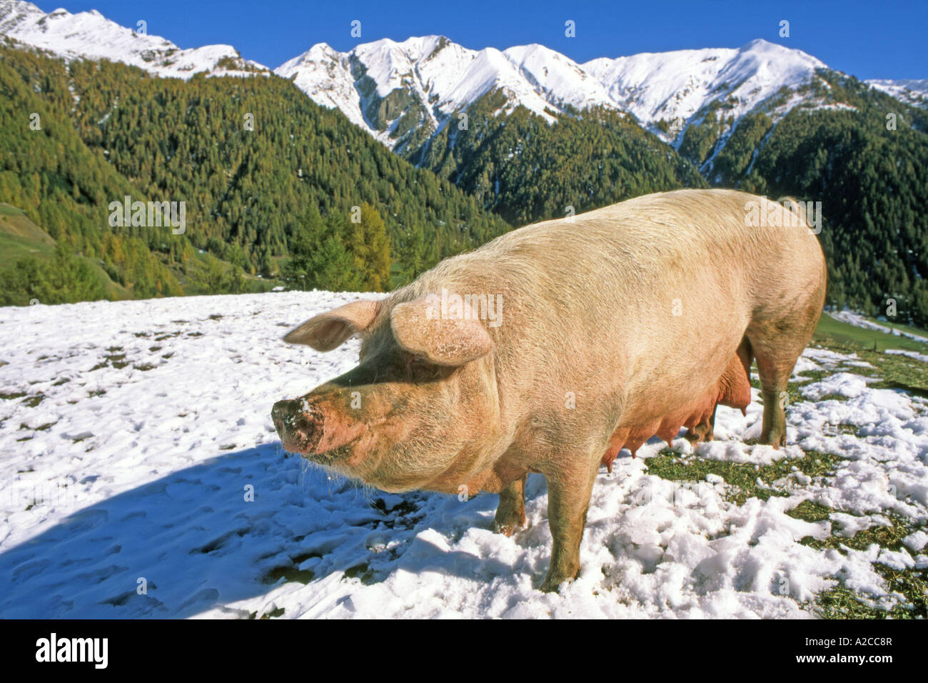 Domestic Pig (Sus scrofa domestica), sow in snow in front of alpine ...