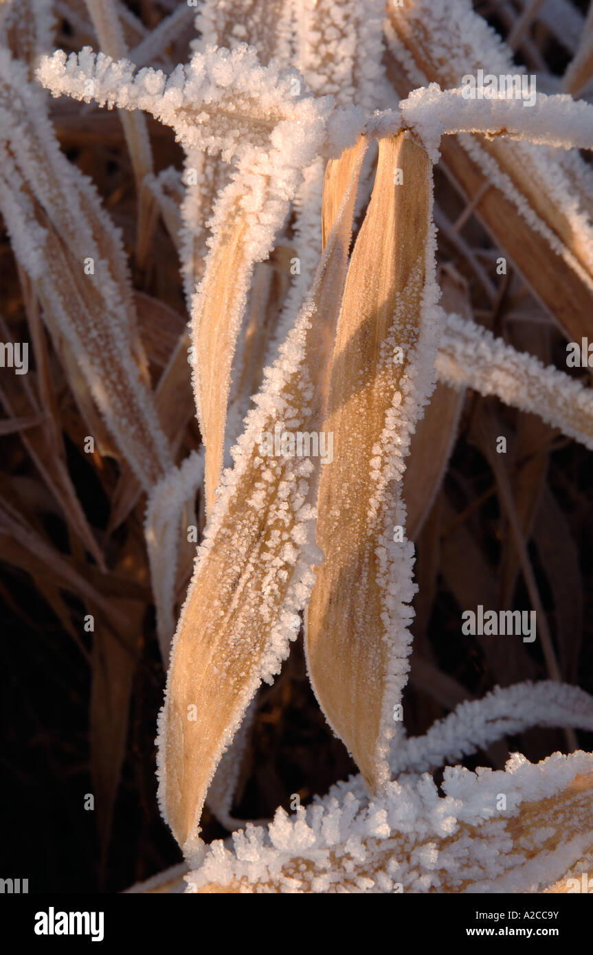 Frosted Reeds, Loch of Skene, Aberdeenshire. Grampian. Scotland. XPL ...