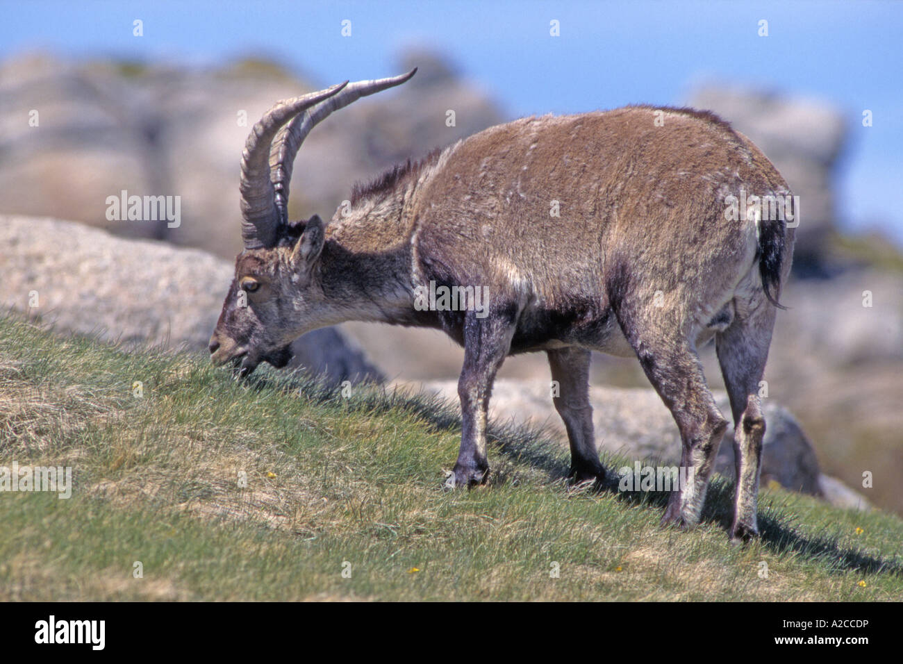 Iberian Ibex, Spanish Ibex, Gredos Ibex (Capra pyrenaica victoriae ...