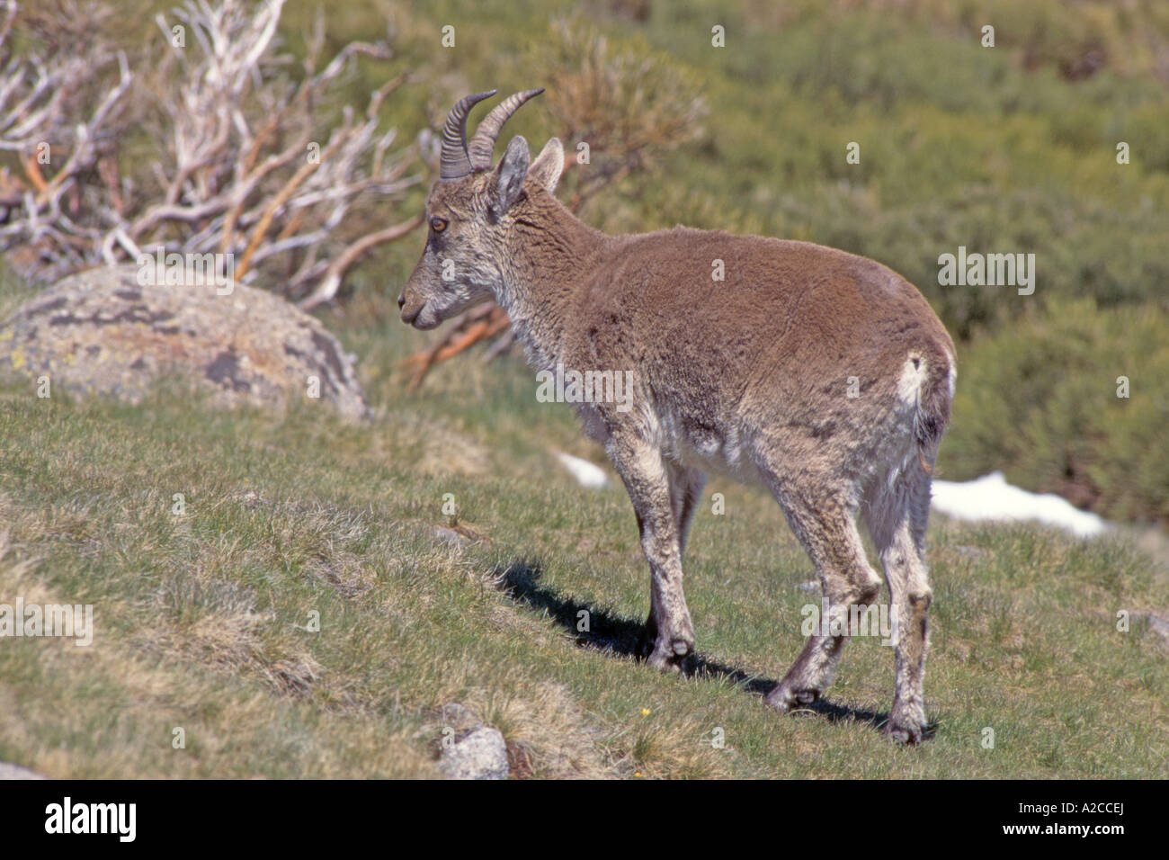 Iberian Ibex, Spanish Ibex, Gredos Ibex (Capra pyrenaica victoriae ...