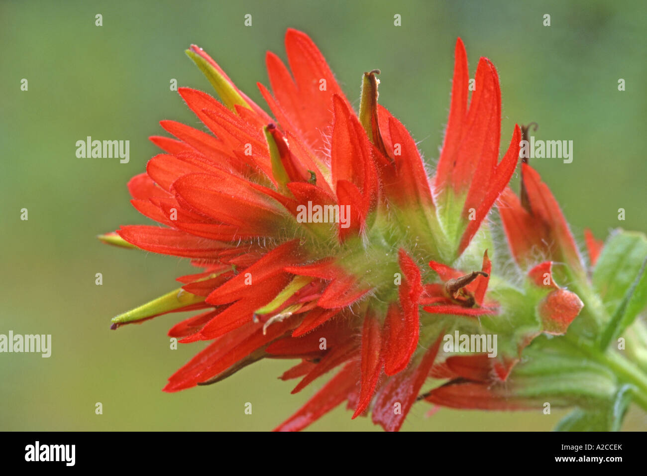 Red Indian Paintbrush (Castilleja sp) flower Stock Photo - Alamy