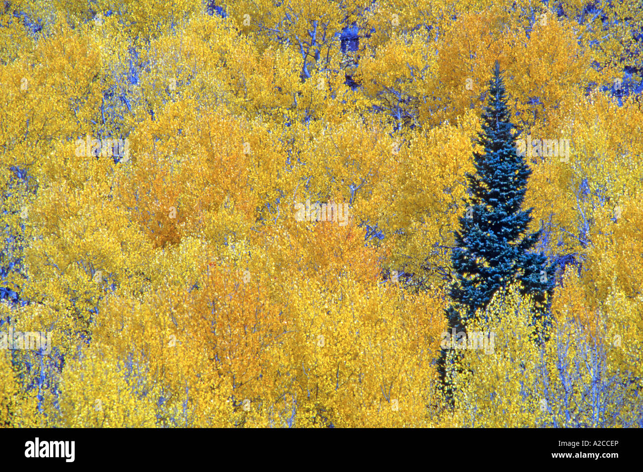 Trees in beautiful autumn coloration Indian Summer at Yellowstone ...