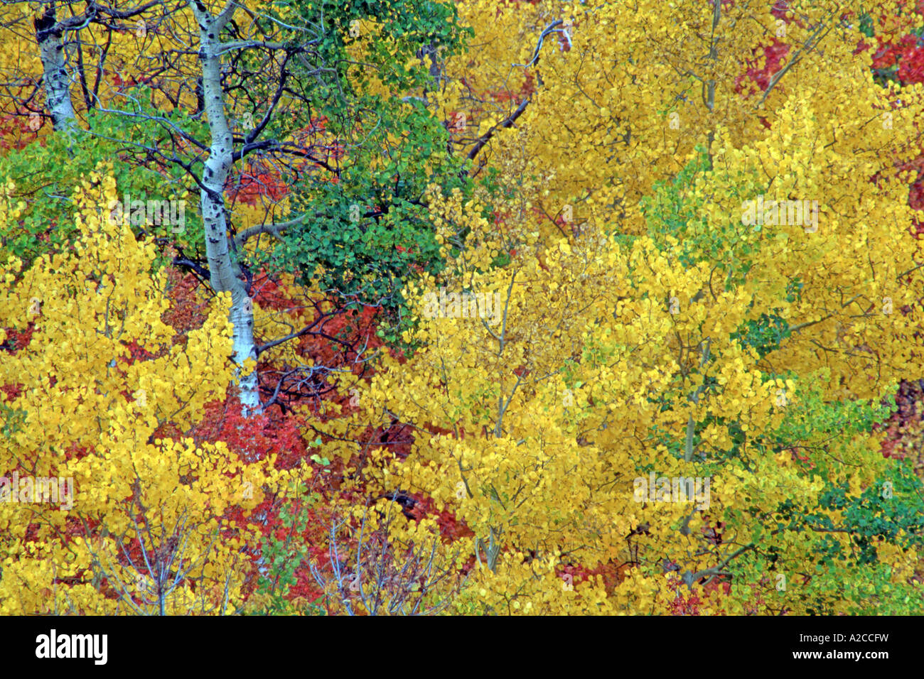 Trees in beautiful autumn coloration Indian Summer at Yellowstone ...
