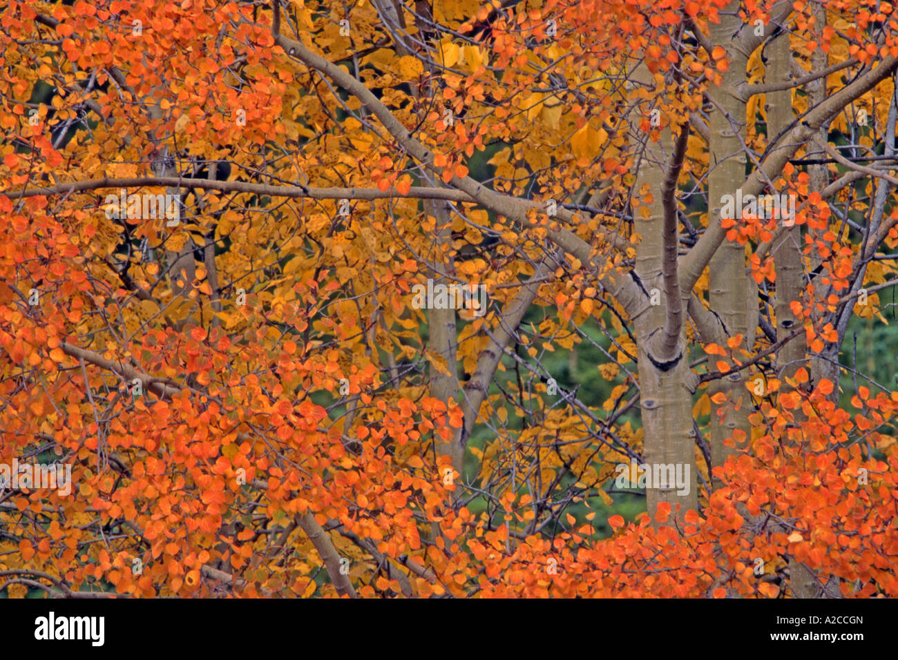 Trees in beautiful autumn coloration Indian Summer at Yellowstone ...