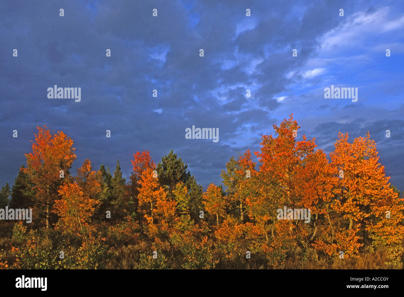 Trees in beautiful autumn coloration Indian Summer at Yellowstone ...