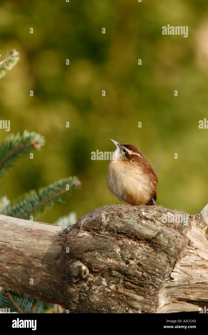Carolina wren song bird hi-res stock photography and images - Alamy
