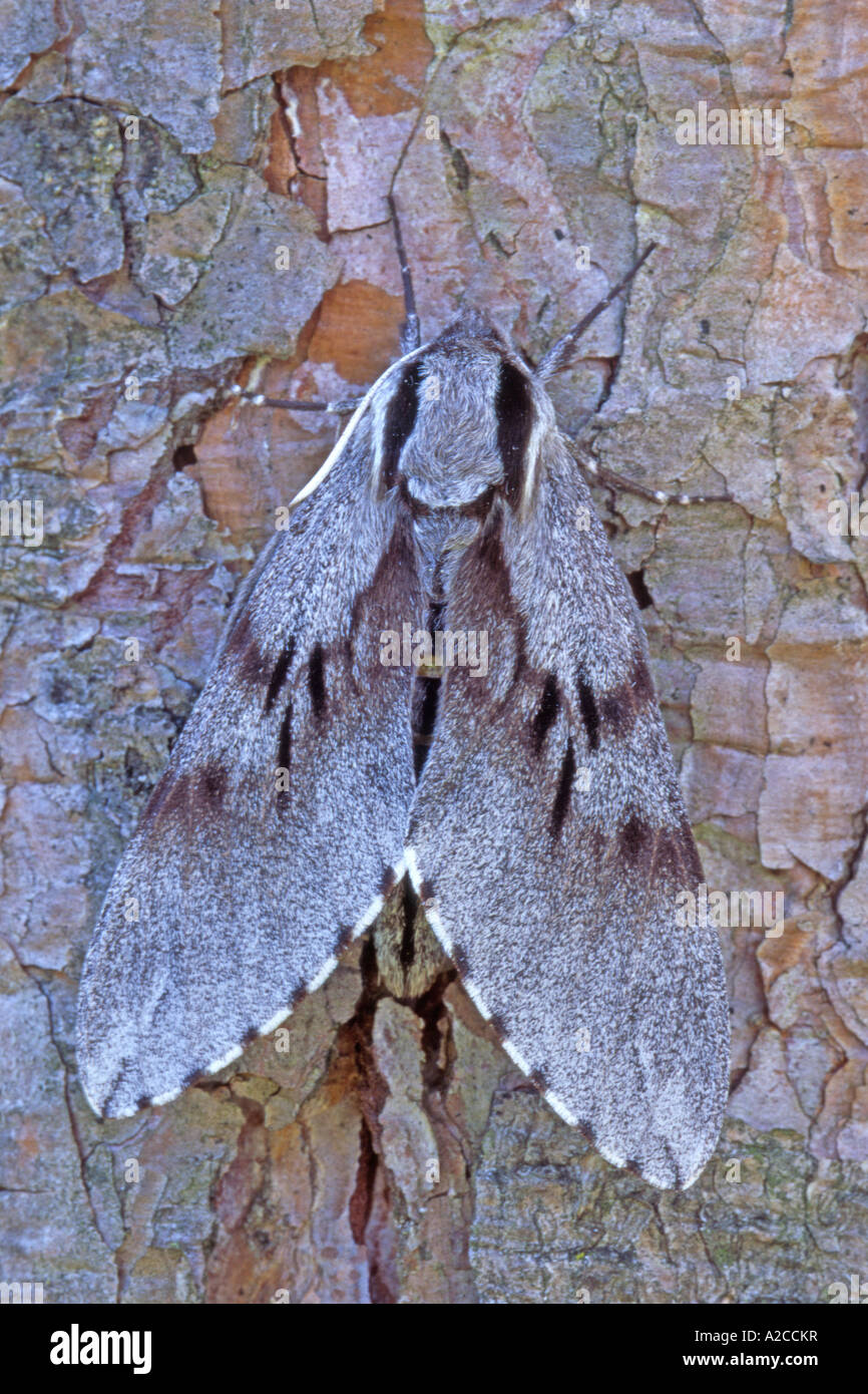 Pine Hawkmoth (Sphinx pinastri, Hyloicus pinastri) on bark Stock Photo ...