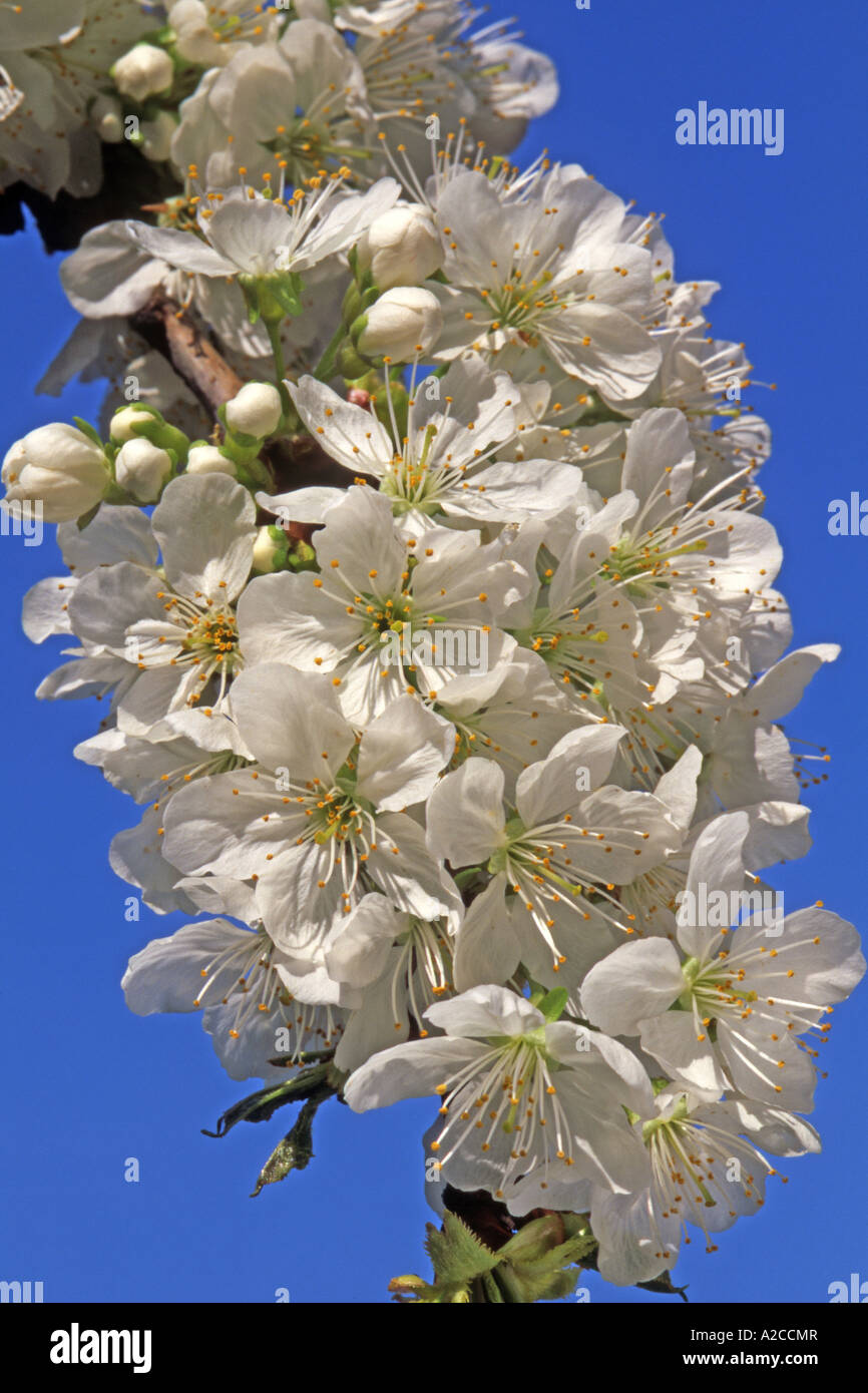 Cherry Tree (Prunus avium) flowering twig Stock Photo - Alamy