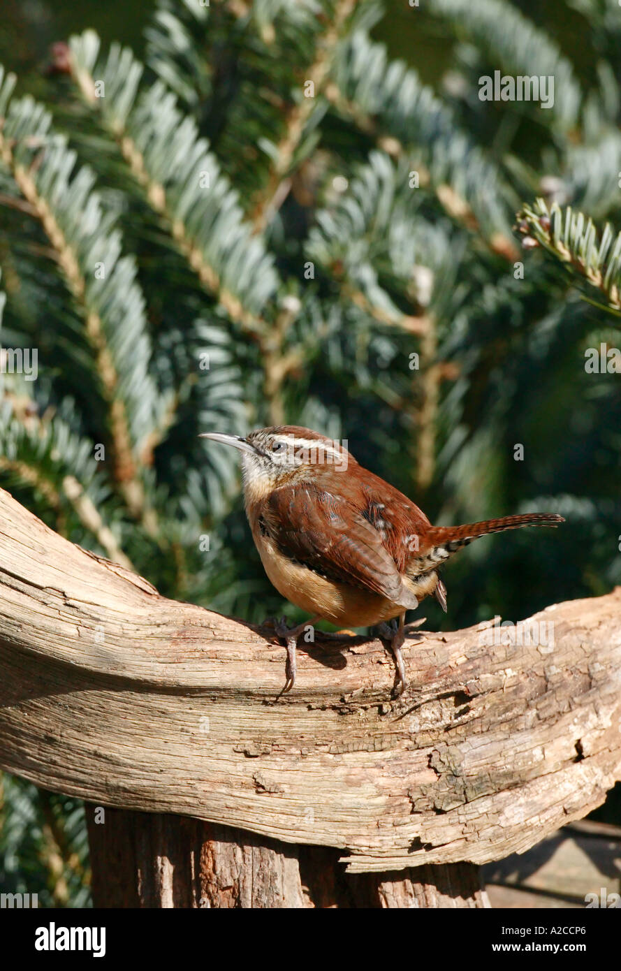 Carolina wren song bird hi-res stock photography and images - Alamy