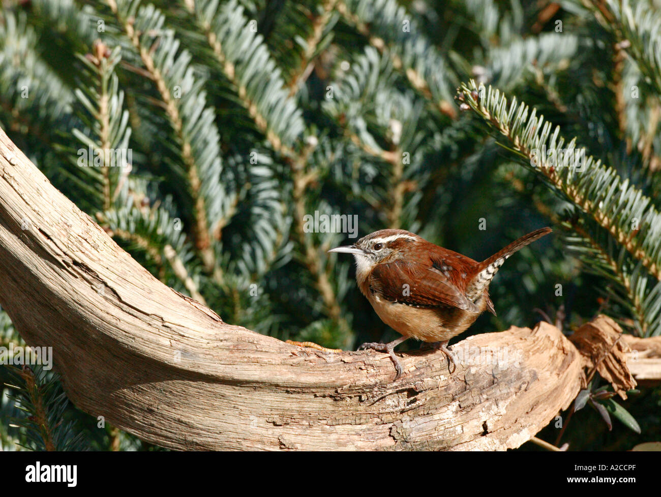 Carolina wren song bird hi-res stock photography and images - Alamy