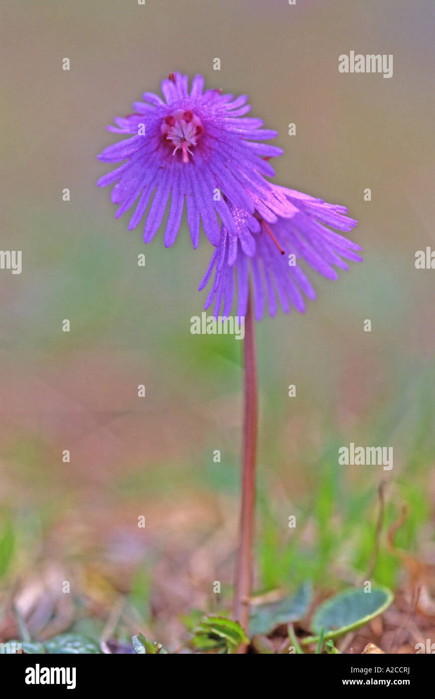 Alpine Snowbell (Soldanella alpina), flowering Stock Photo - Alamy