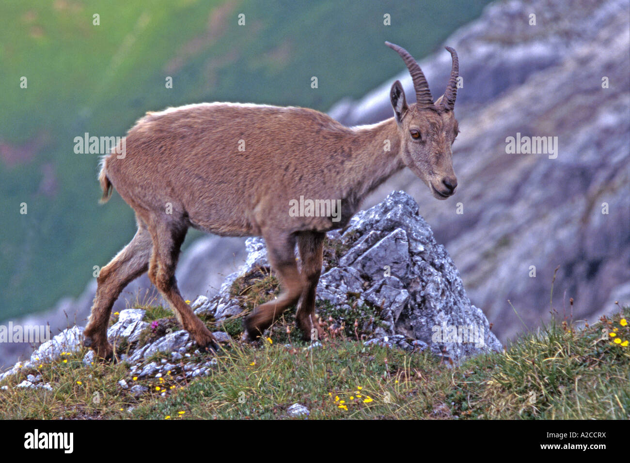 Alpine Ibex (Capra ibex), female Stock Photo - Alamy