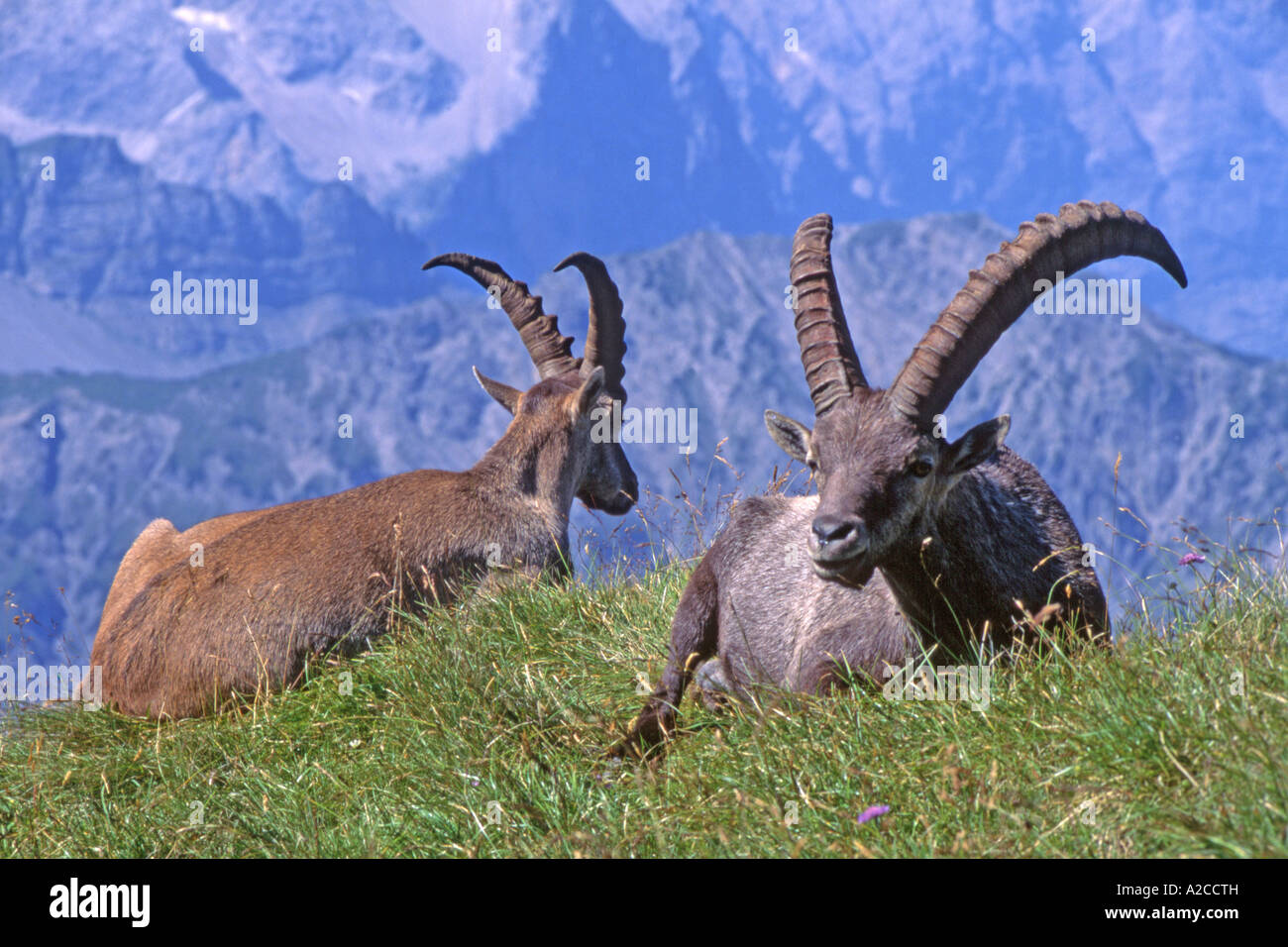 Alpine Ibex (Capra ibex), two adult males lying on grassy slope against ...