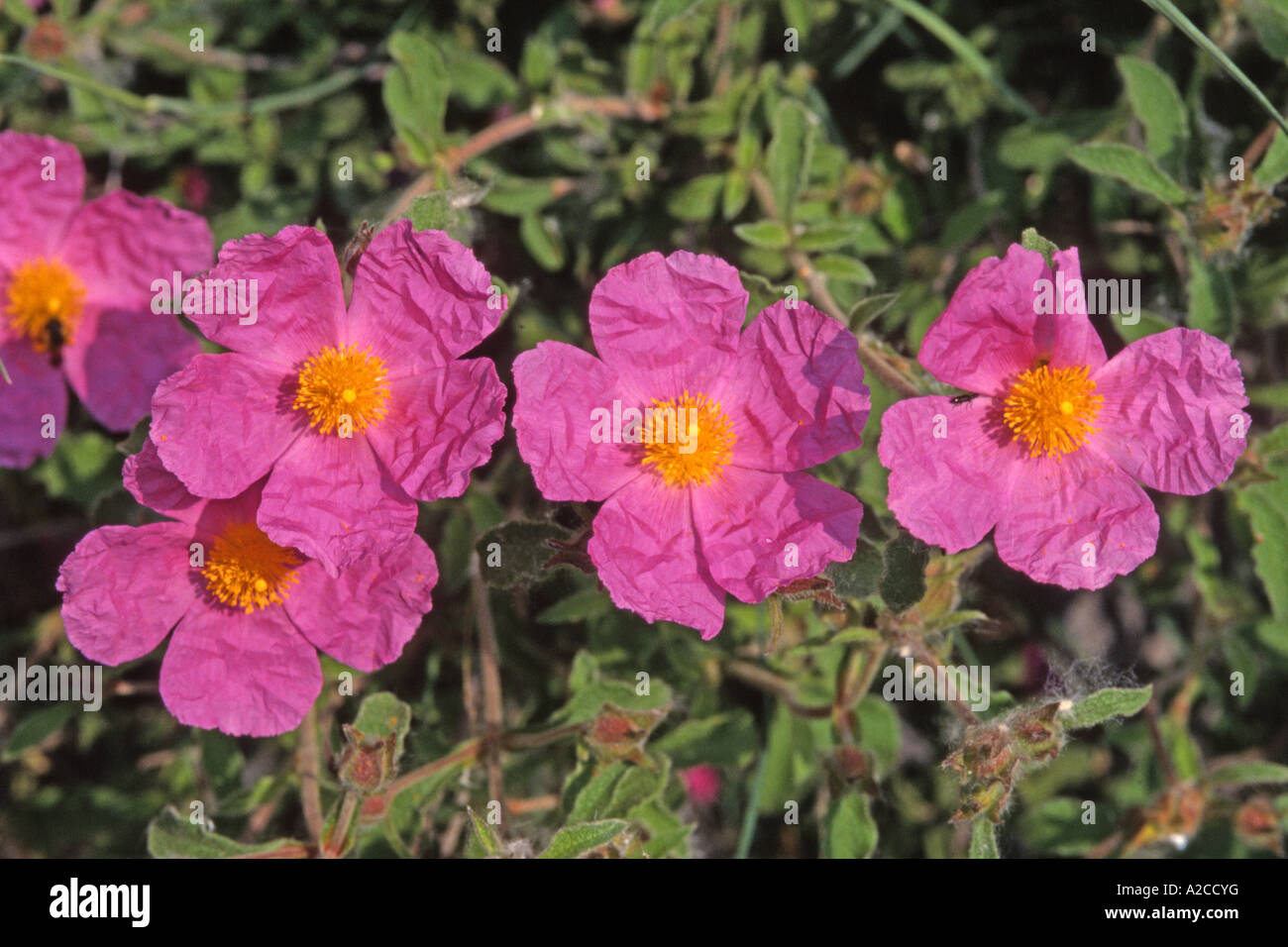 Hairy Rockrose Pink Rock Rose (Cistus incanus, Cistus creticus ...