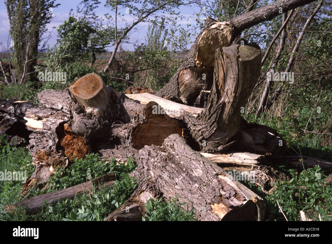 Pieces of a log lying on the ground Stock Photo - Alamy