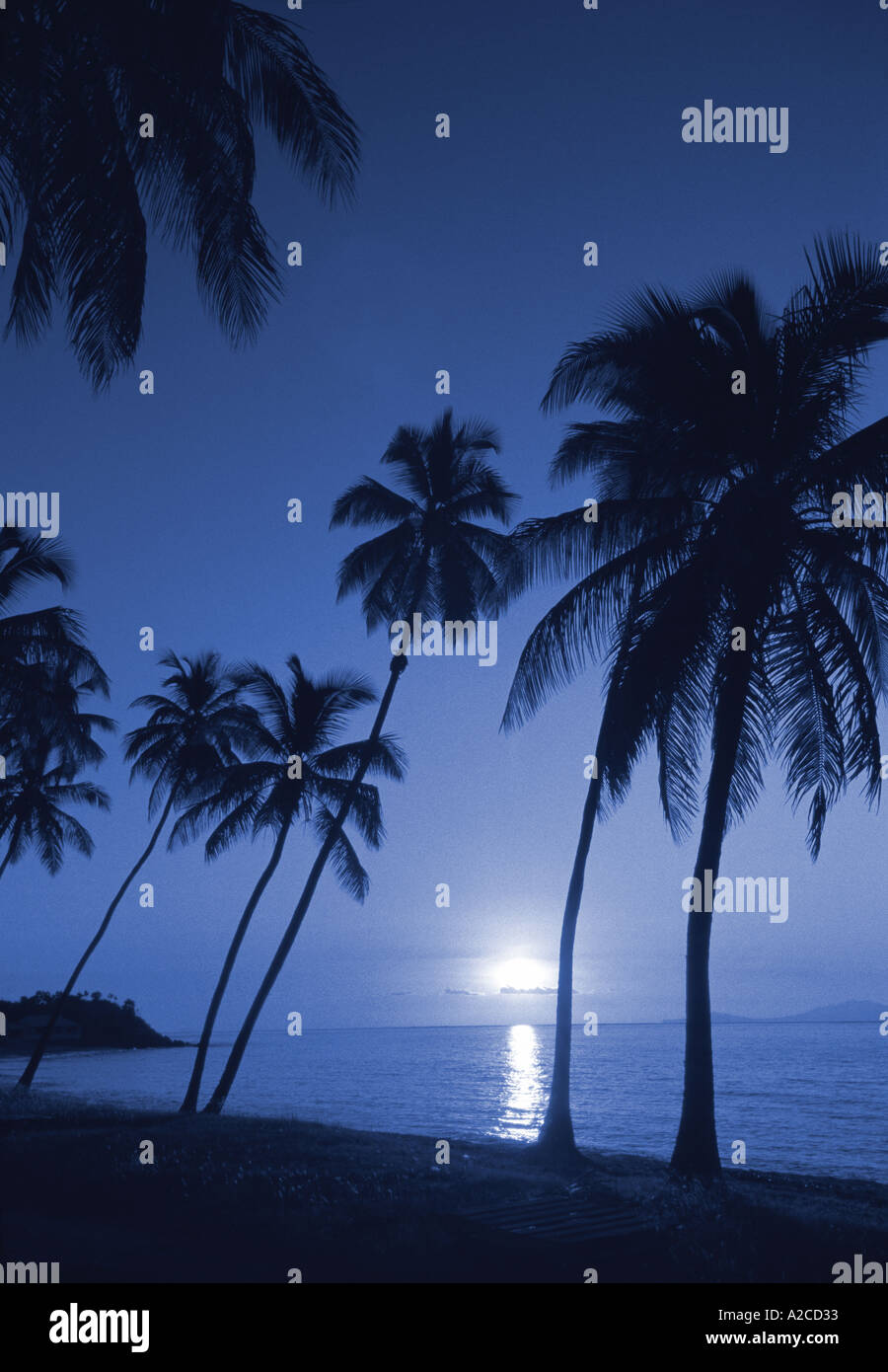Tropical palm tree night hi-res stock photography and images - Alamy