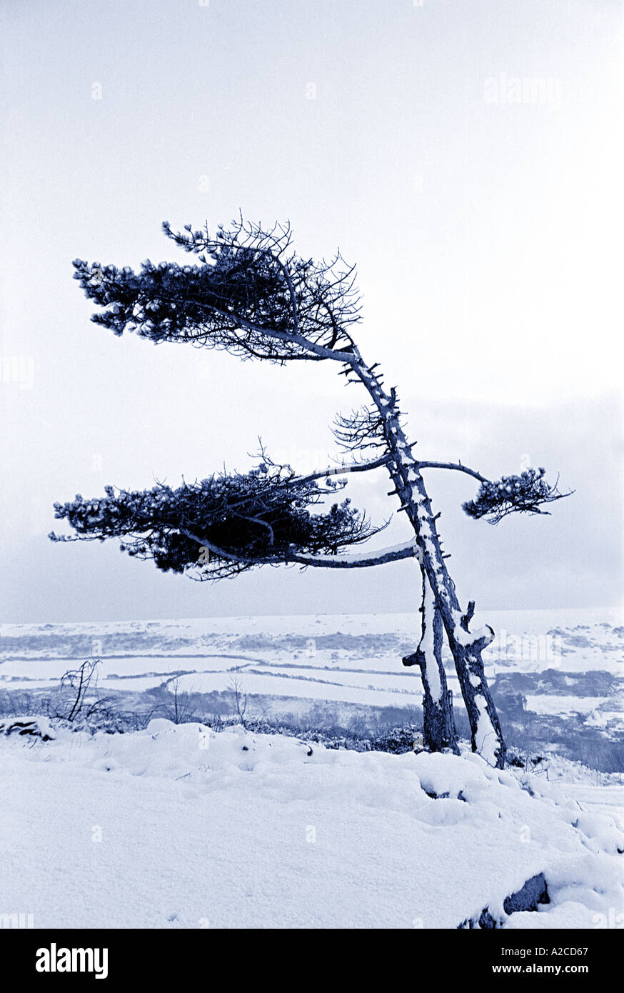 Tree windswept wind isolated hi-res stock photography and images - Alamy