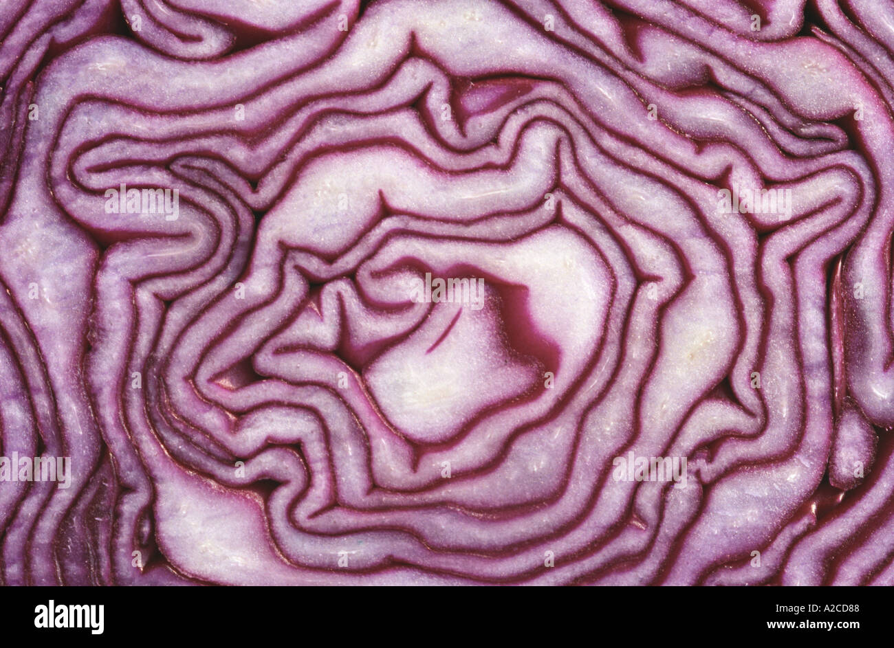 Cross section of an organic red cabbage Stock Photo - Alamy