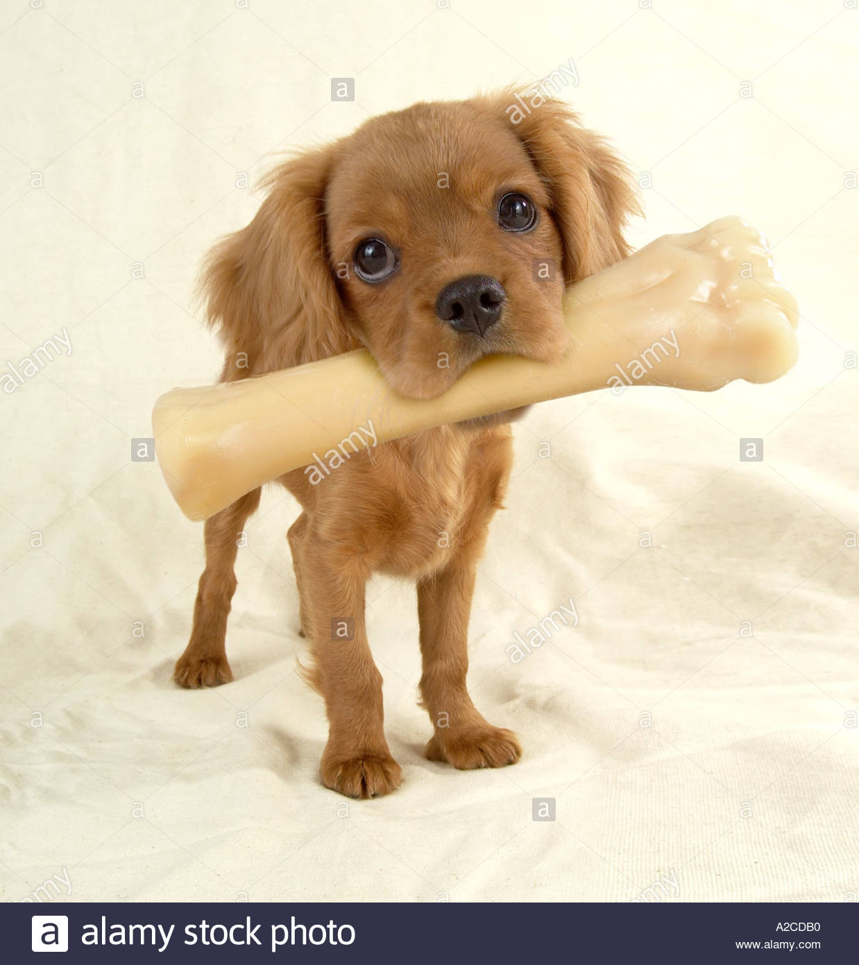 Dog Bone Stock Photos & Dog Bone Stock Images - Alamy