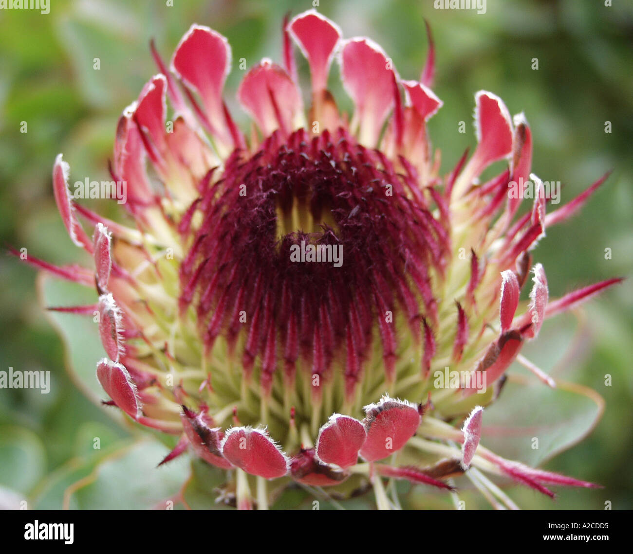 Protia plant hi-res stock photography and images - Alamy