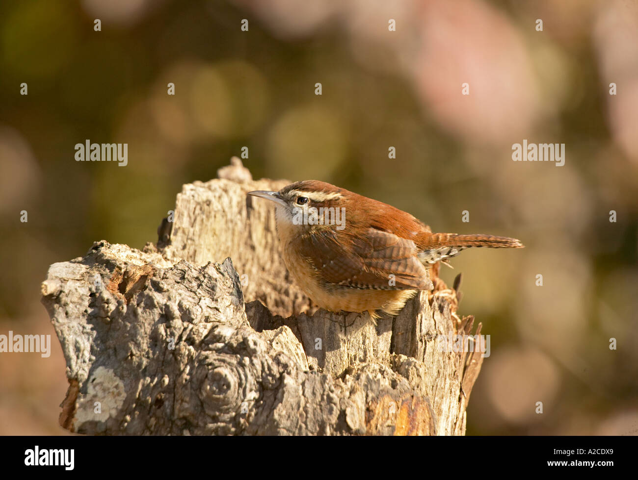 Carolina wren song bird hi-res stock photography and images - Alamy