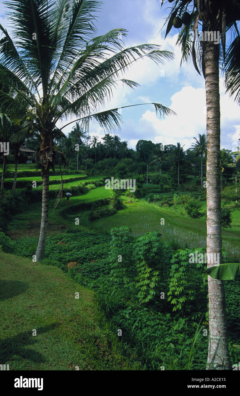 Rice paddy Bali Indonesia Stock Photo - Alamy