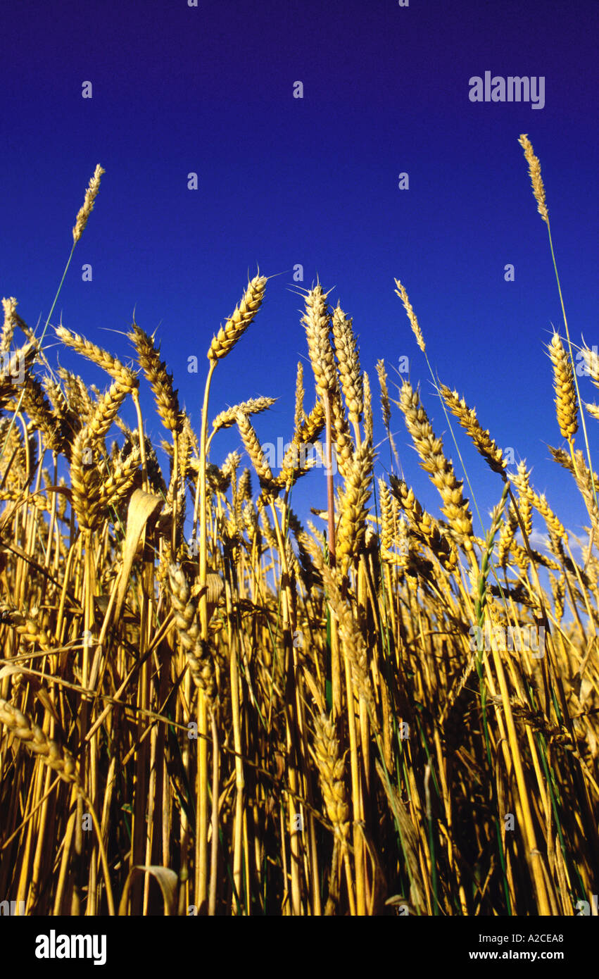 Wheat field in England Stock Photo - Alamy