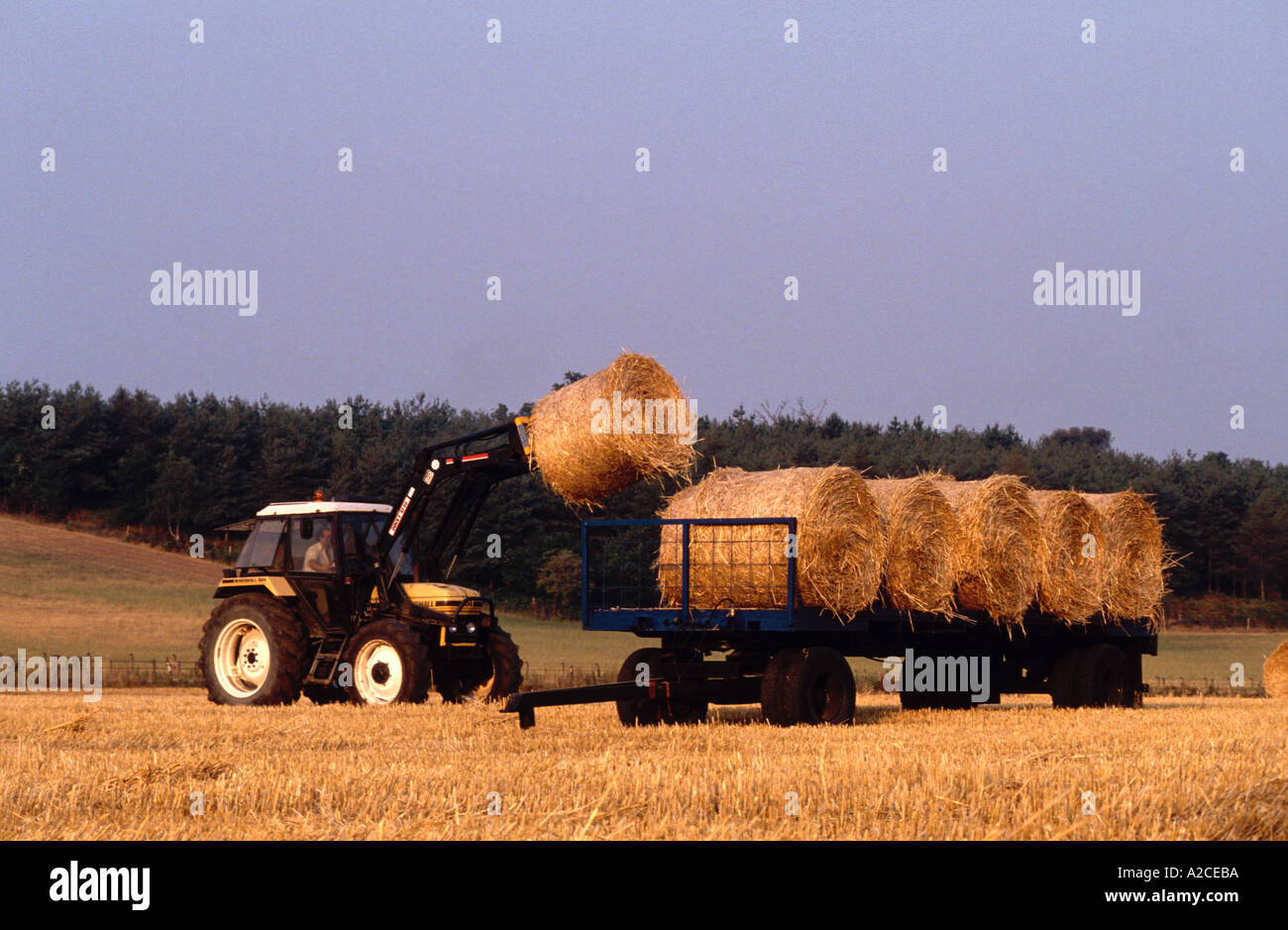 Tractor loading straw bales onto trailer Stock Photo - Alamy