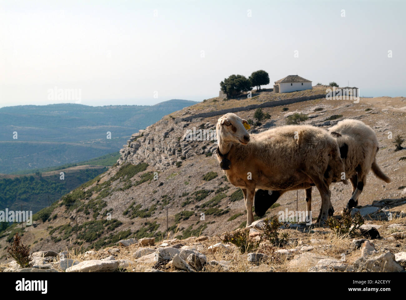 Two sheep on a barren hillside with the small church of Profitis Elias ...