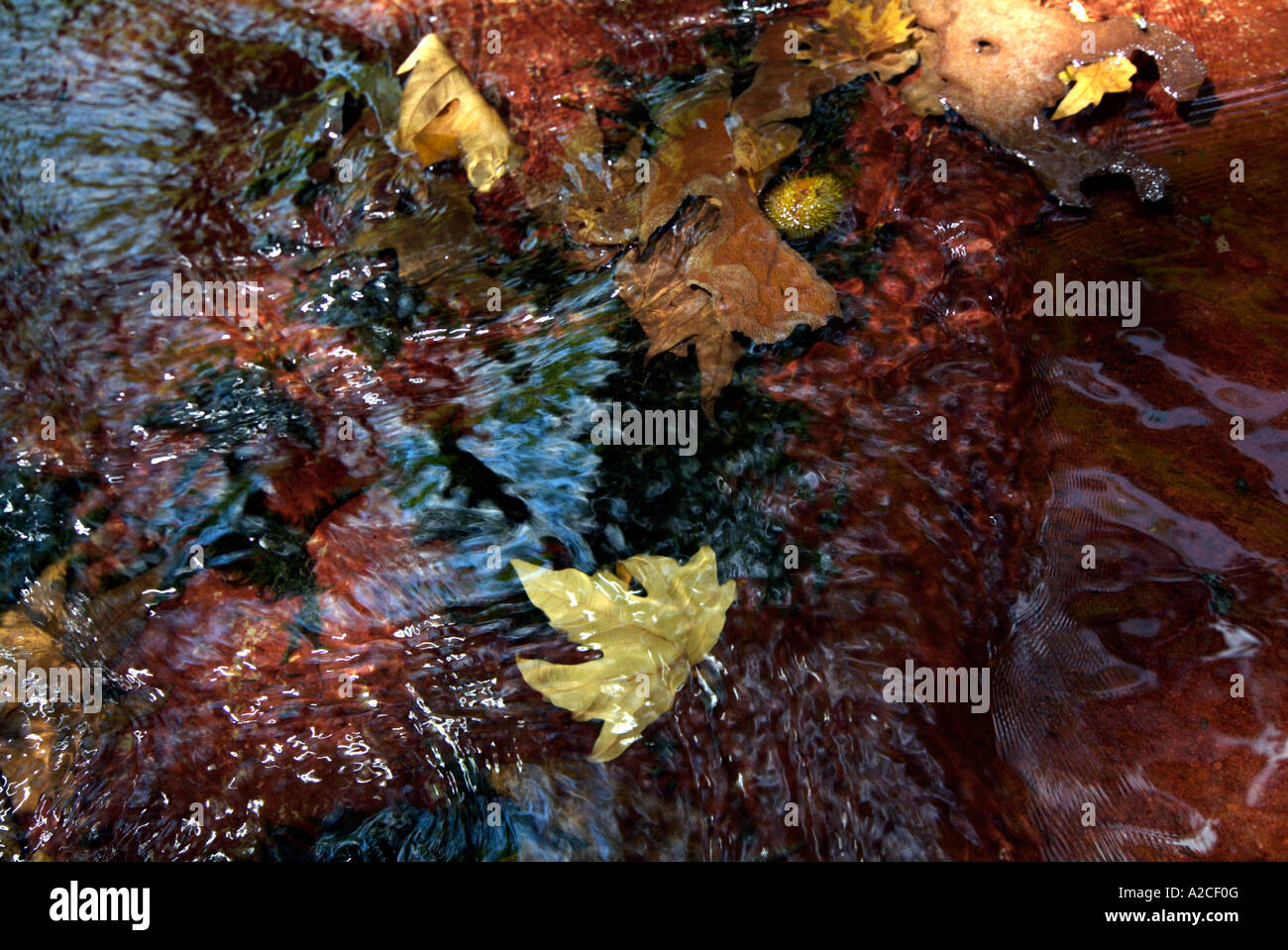 Dead brown leaves in a stream flowing through woodland in the Greek ...