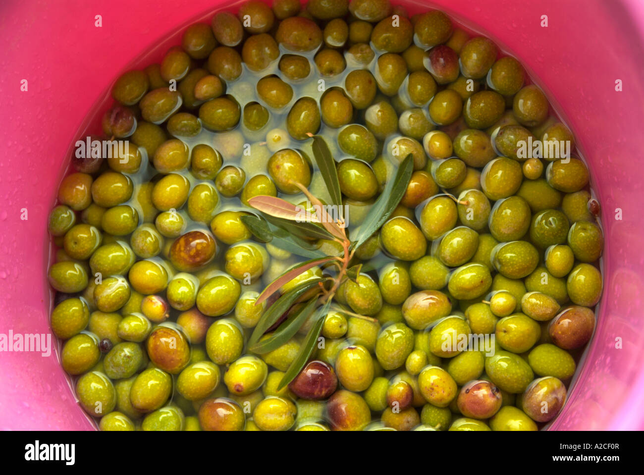 A pink bucket full of freshly harvested green olives which are being ...