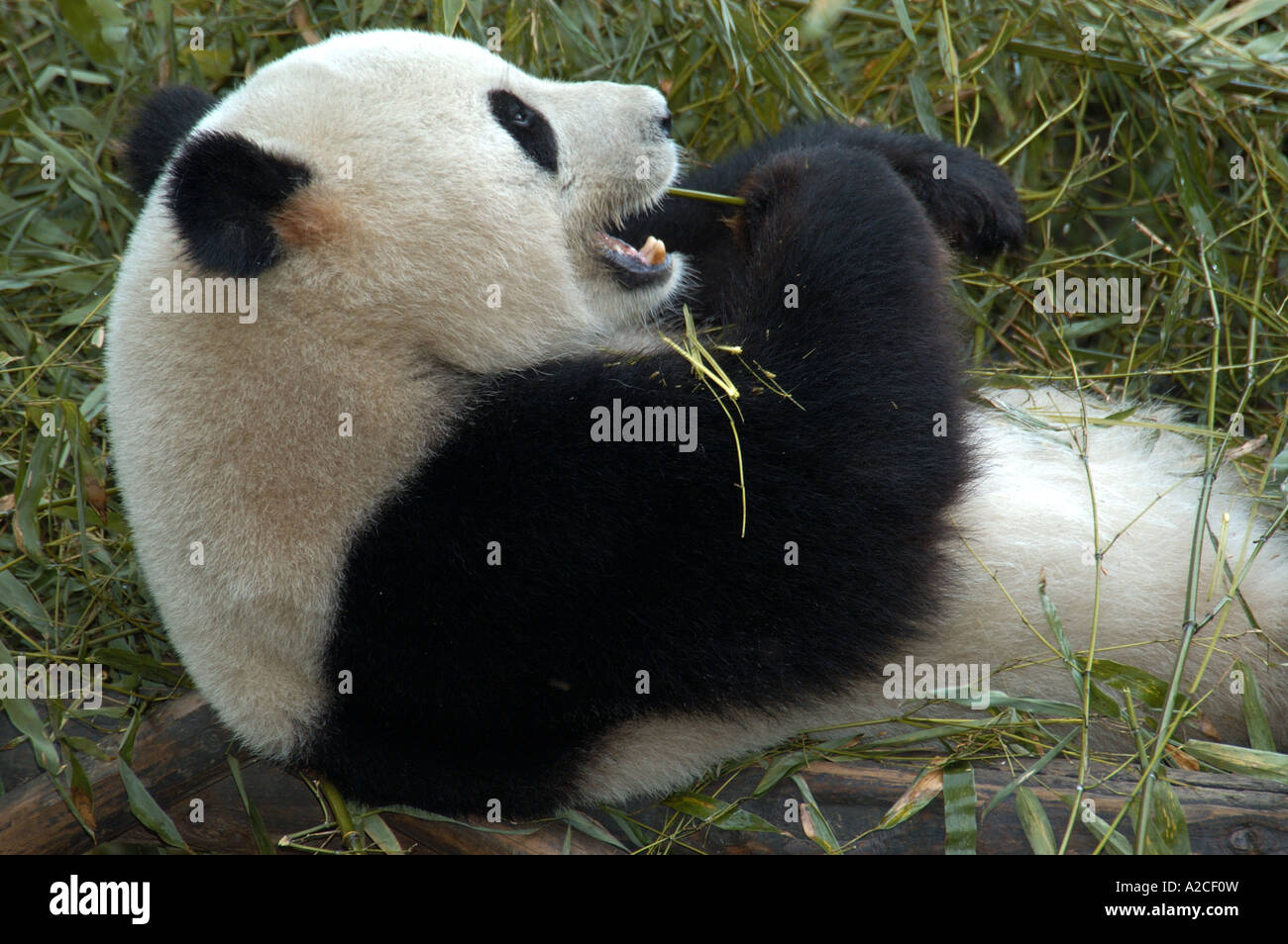 Giant Panda eating, Chengdu China Stock Photo - Alamy