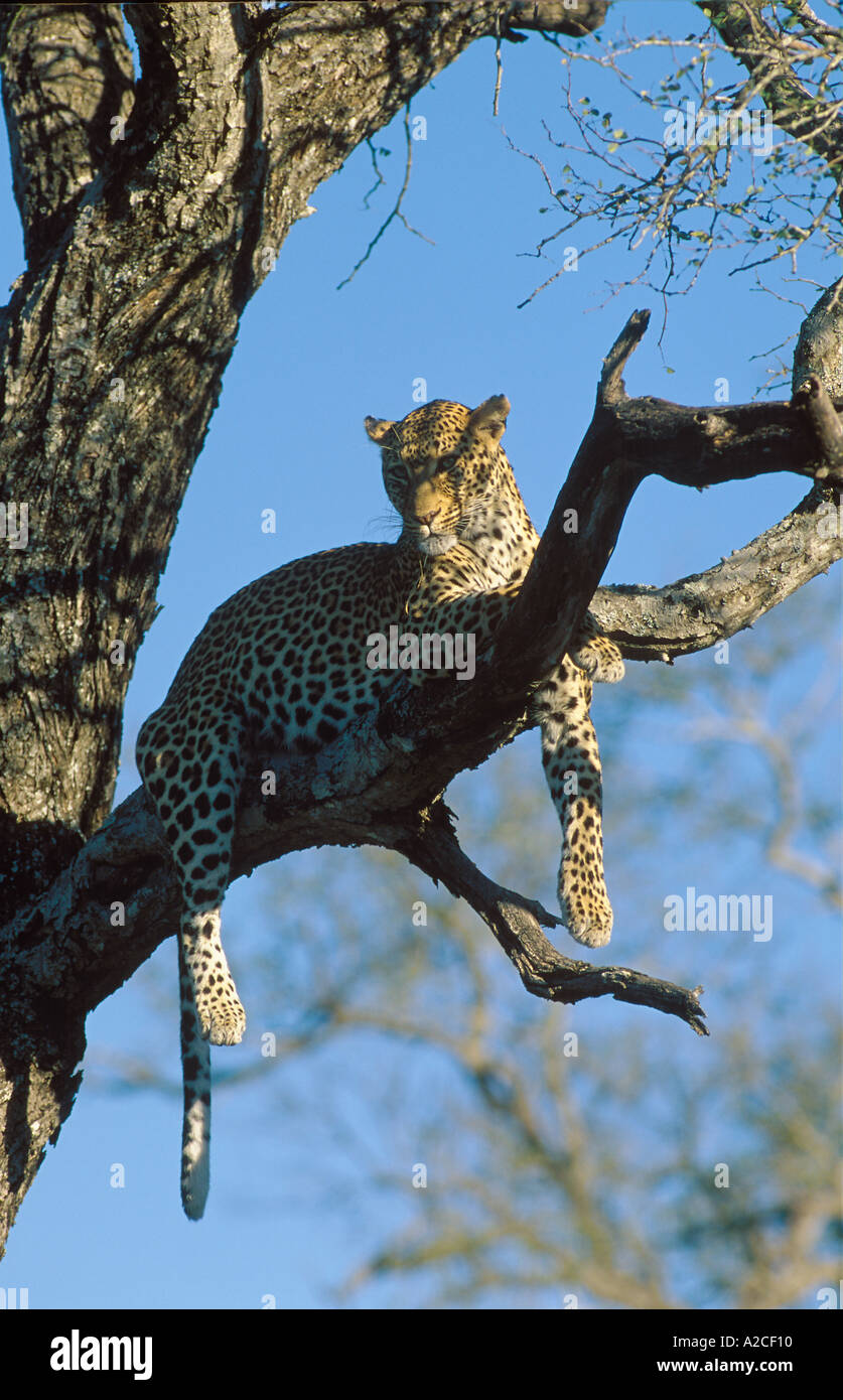 Leopard tree africa game drive hi-res stock photography and images - Alamy