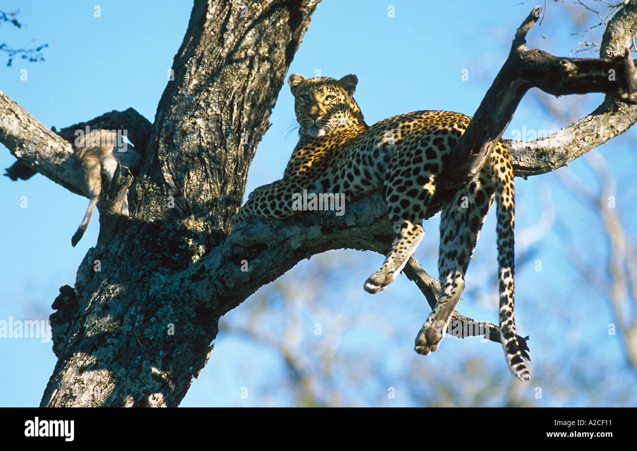 Leopard tree africa game drive hi-res stock photography and images - Alamy