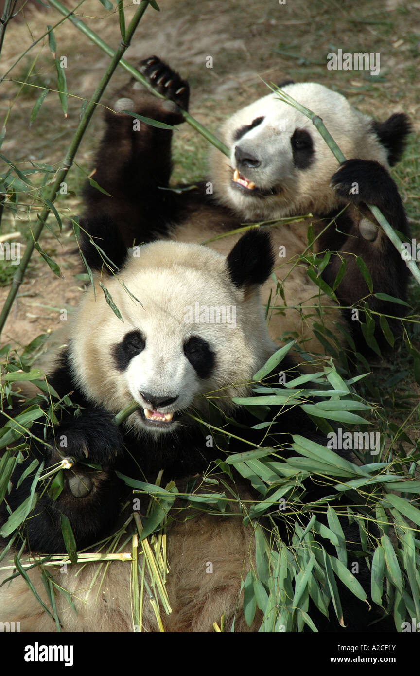 Two Giant Pandas eating, Chengdu China Stock Photo - Alamy