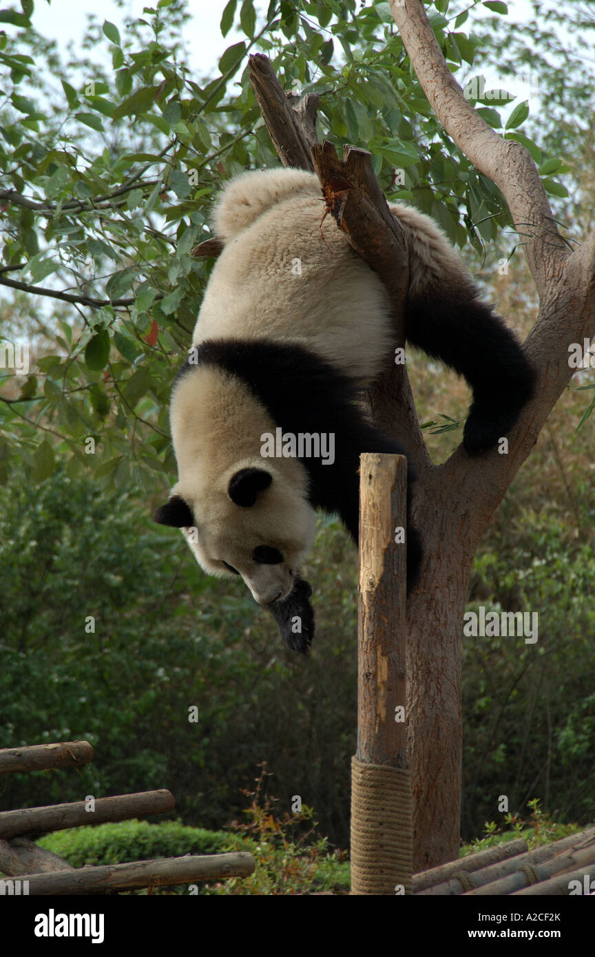 Giant Panda climbing, Chengdu China Stock Photo - Alamy