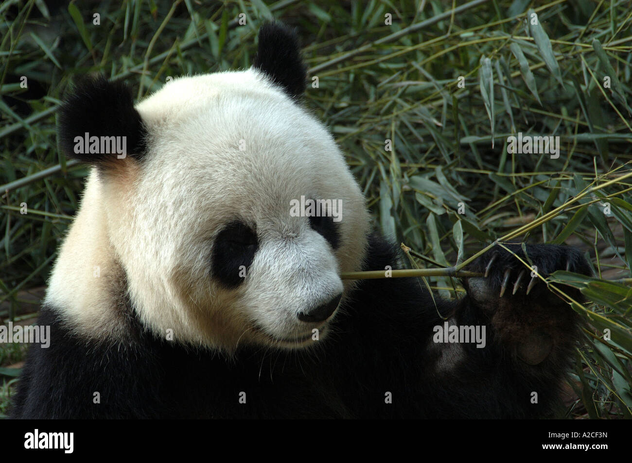 Giant Panda eating, Chengdu China Stock Photo - Alamy