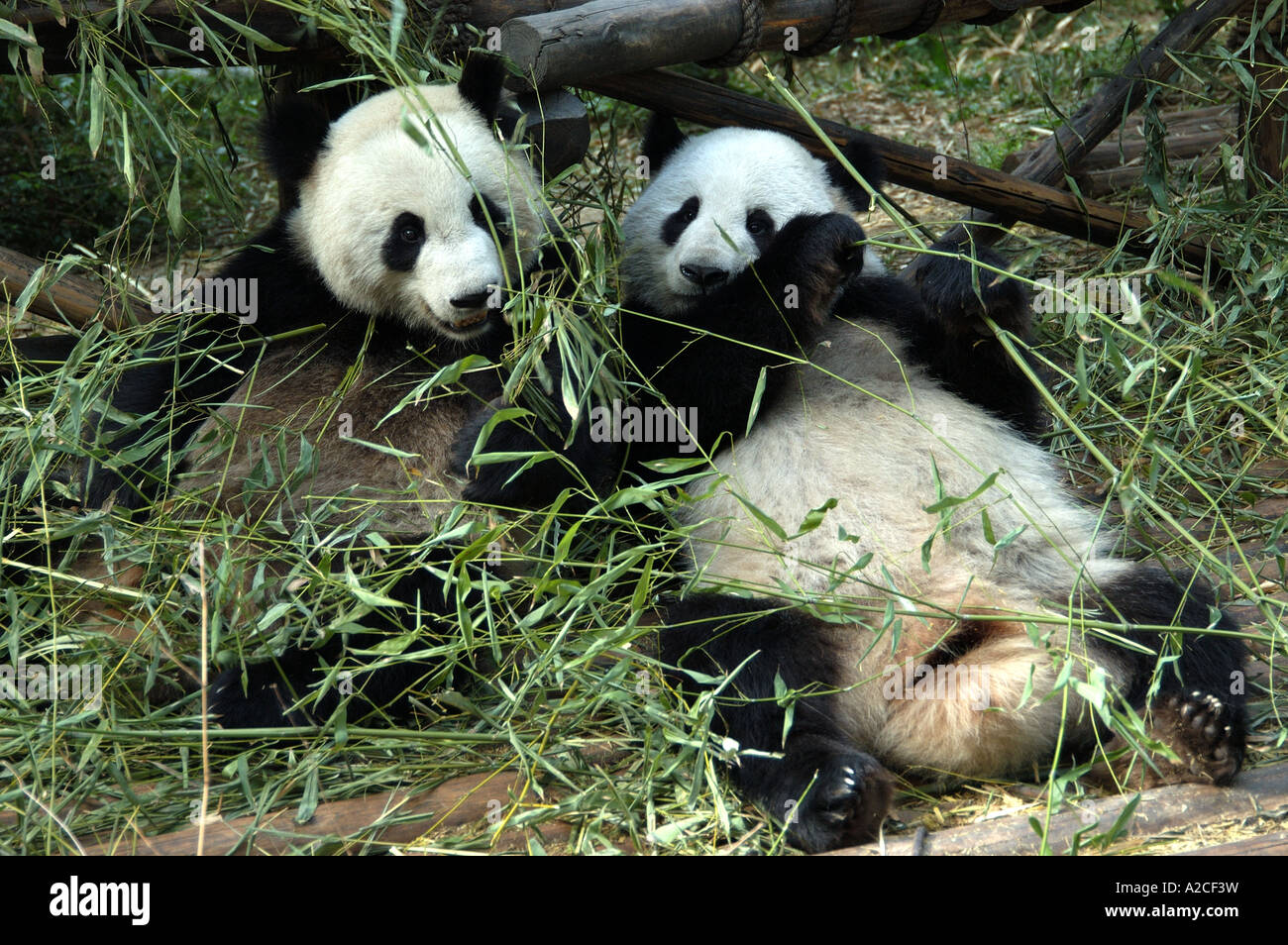 Panda pear hi-res stock photography and images - Alamy