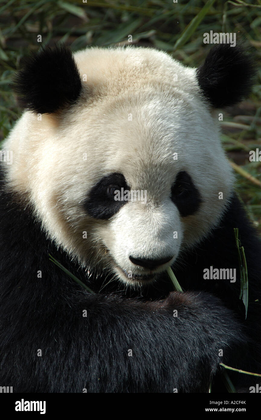 Giant Panda, Chengdu China Stock Photo - Alamy