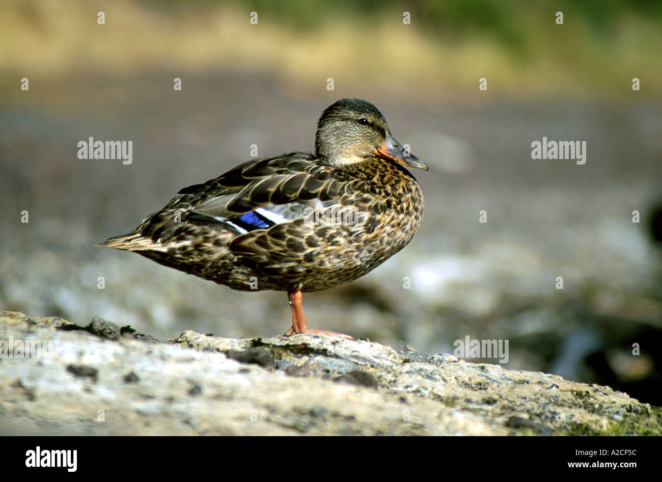 North American Mallard Stock Photo - Alamy