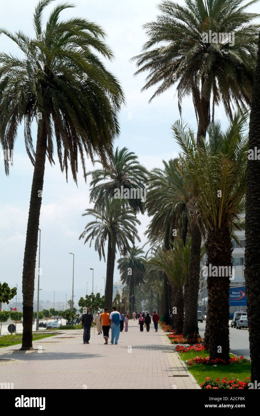 POEPLE WALKING ALONG THE PAVED PALM TREE LINED PROMENADE Stock Photo ...