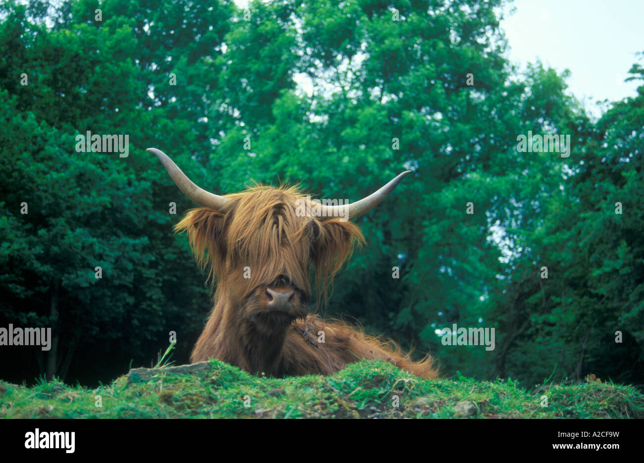 Blind cow hi-res stock photography and images - Alamy