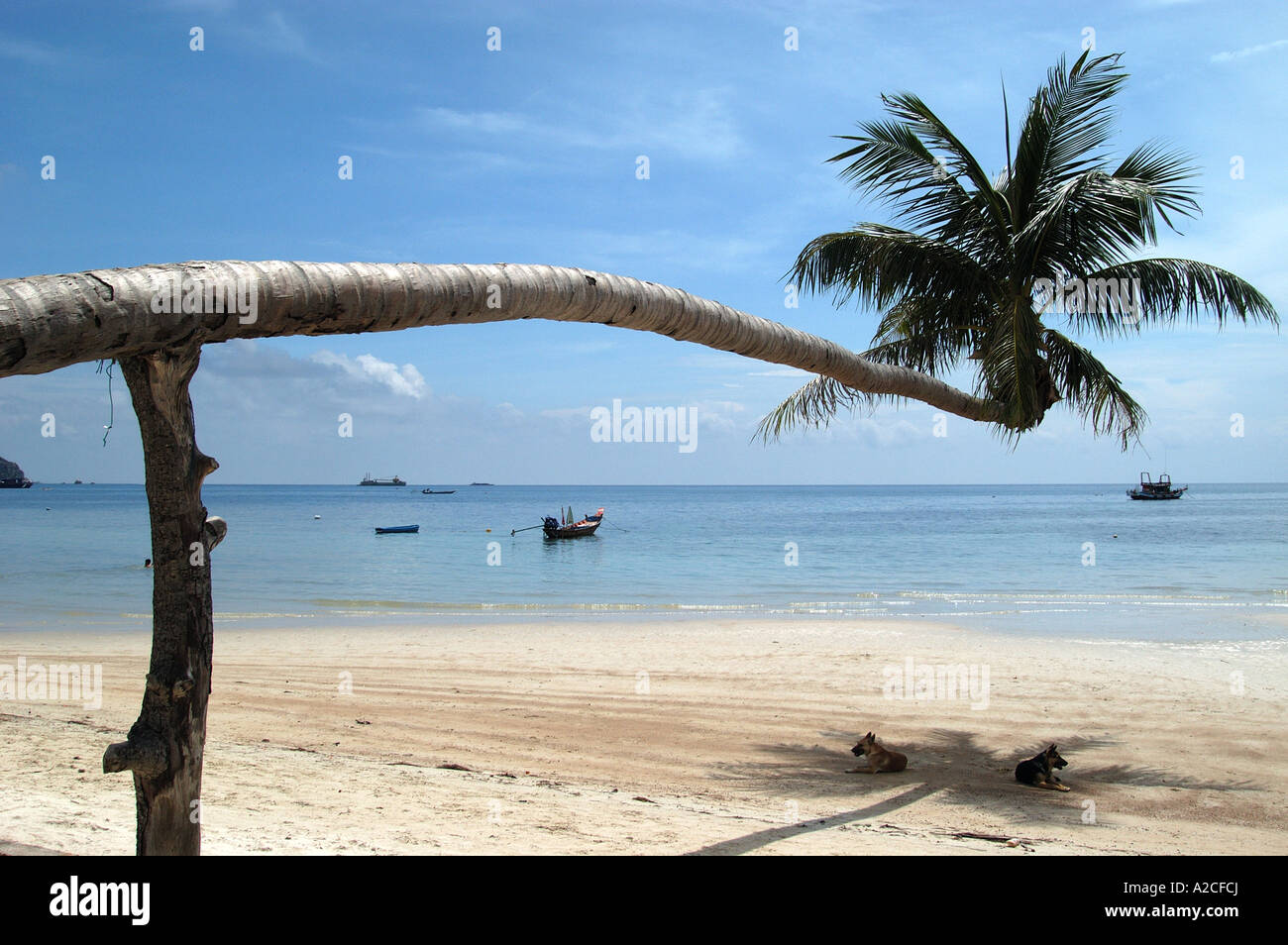 Palm tree growing over Sairee Beach, Koh Tao Thailand Stock Photo - Alamy