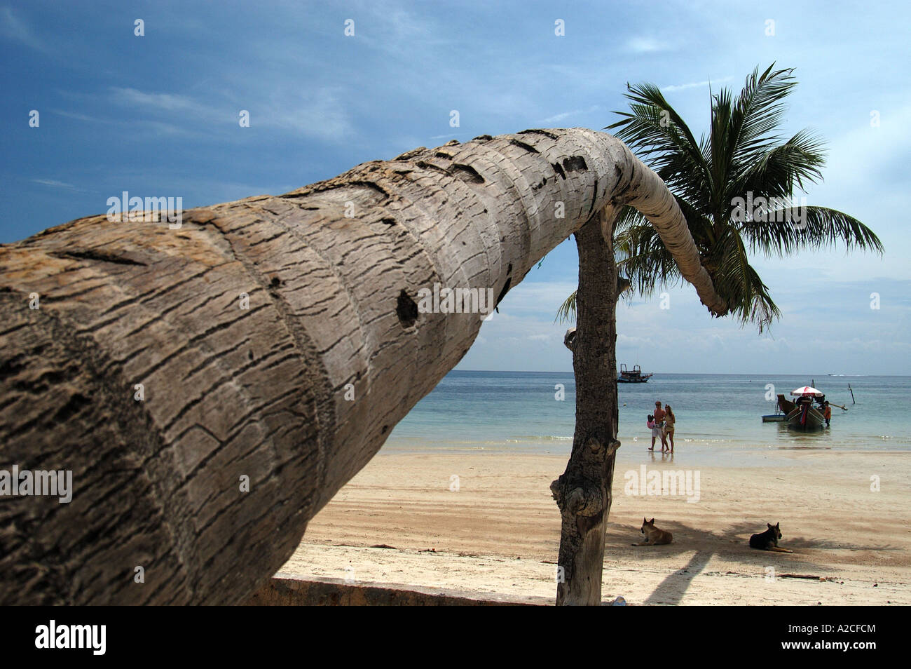 Palm tree growing over Sairee Beach, Koh Tao Thailand Stock Photo - Alamy